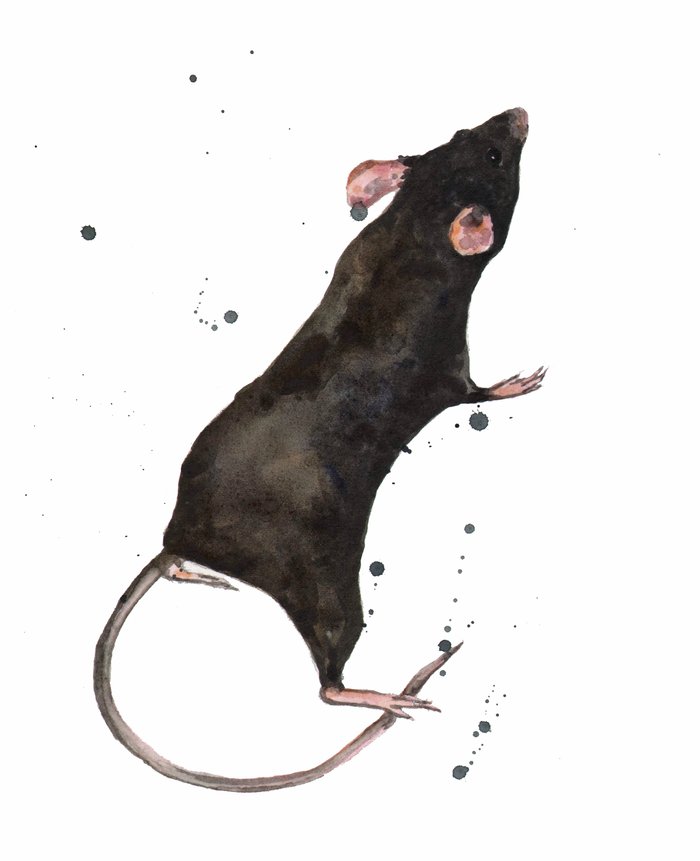 Rat, rodent painting, black rat, ratty, watercolor rat, rat pillow ...